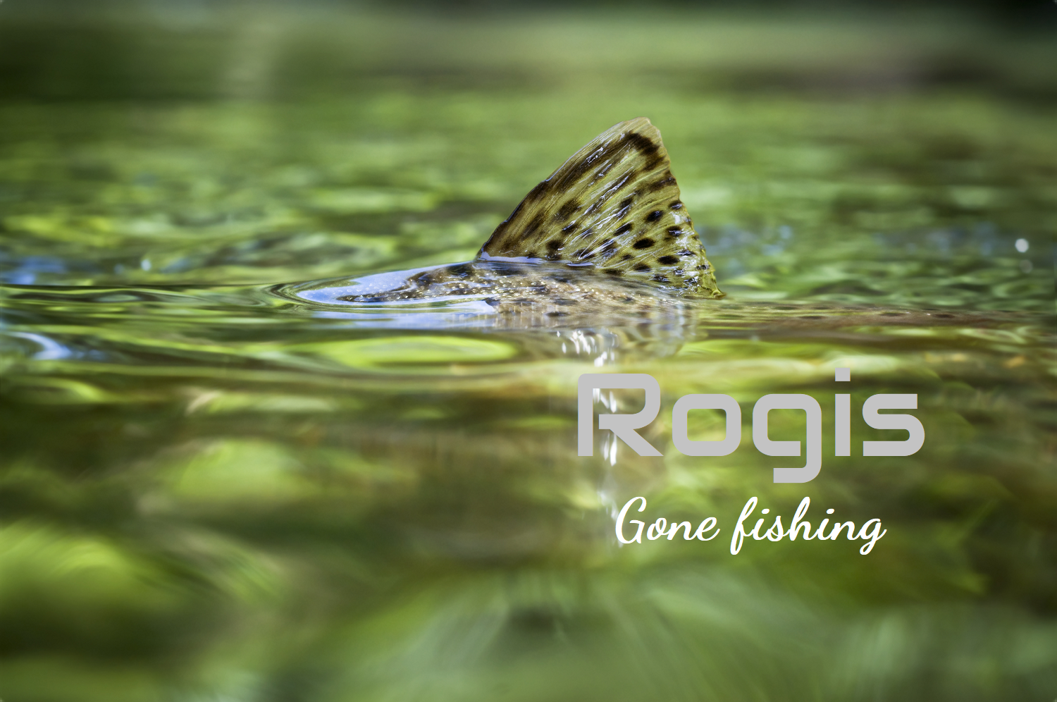 Rogis - stolt norsk aktør innen fiske- og friluftsutstyr!